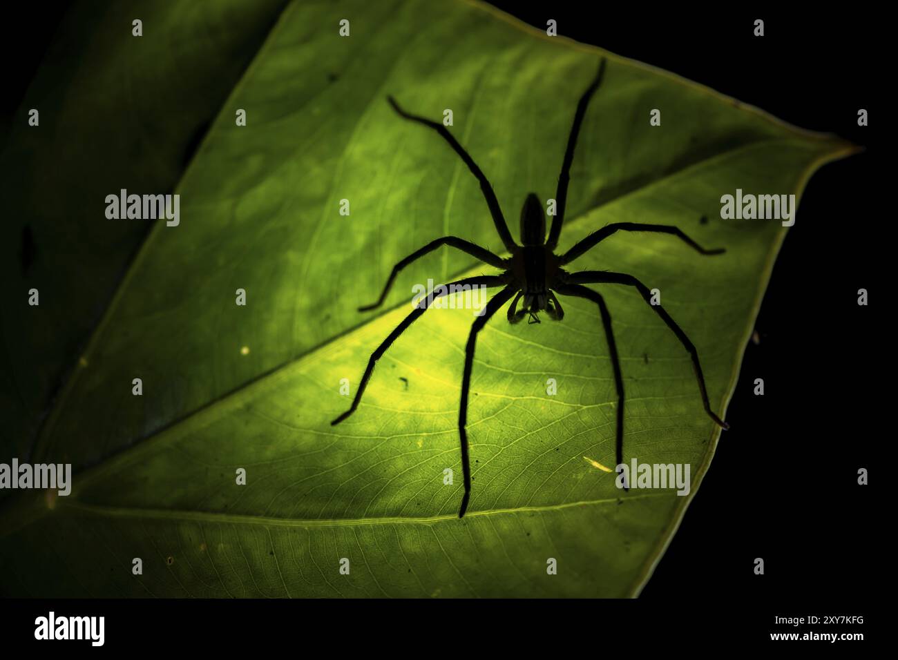 Creepy night shot, silhouette of a spider from below on a leaf, Getazi ...