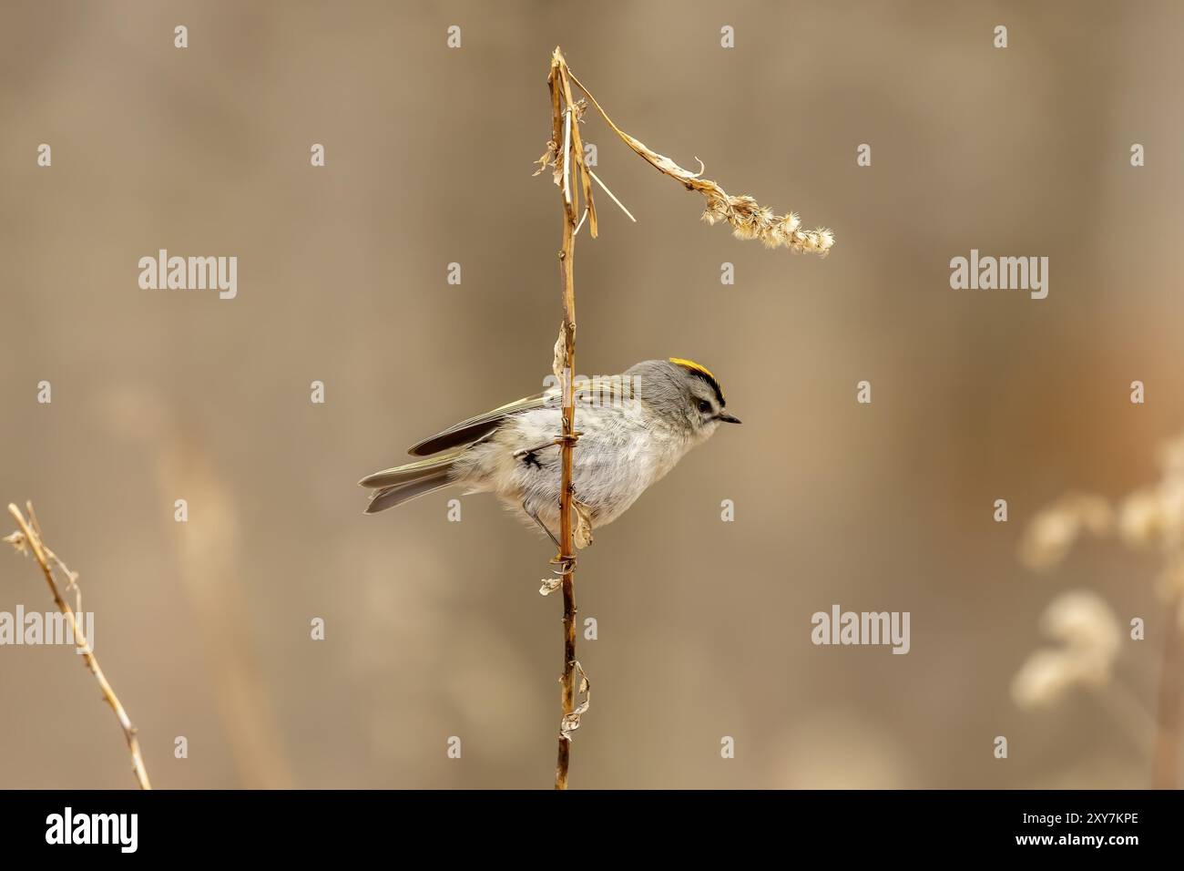 Natural scene from Wisconsin state forest Stock Photo - Alamy