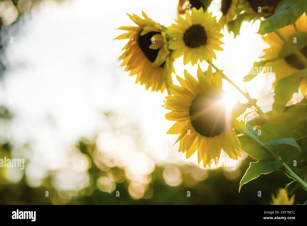 Sunflowers against the light Stock Photo - Alamy