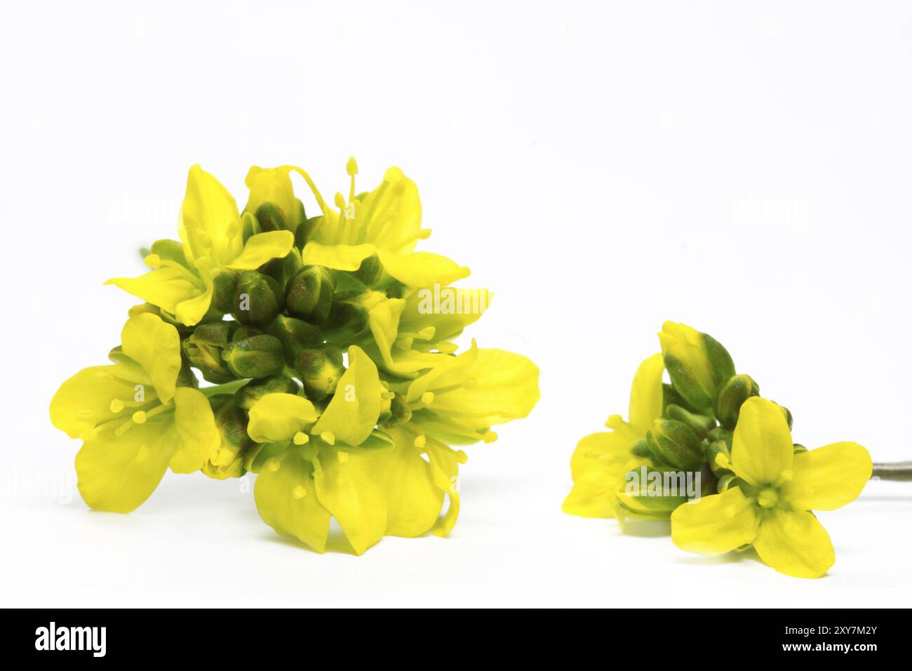 Outdoor evergreen Cut Out Stock Images & Pictures - Alamy