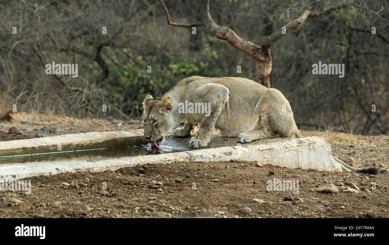 Gir lion adventure hi-res stock photography and images - Alamy