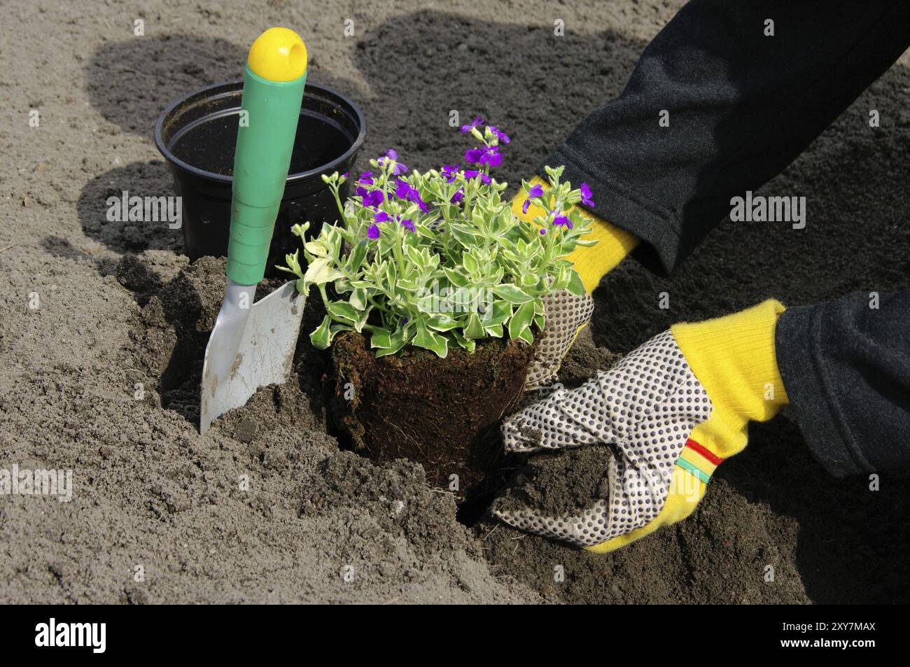 Planting shrubs, shrub planting Stock Photo - Alamy