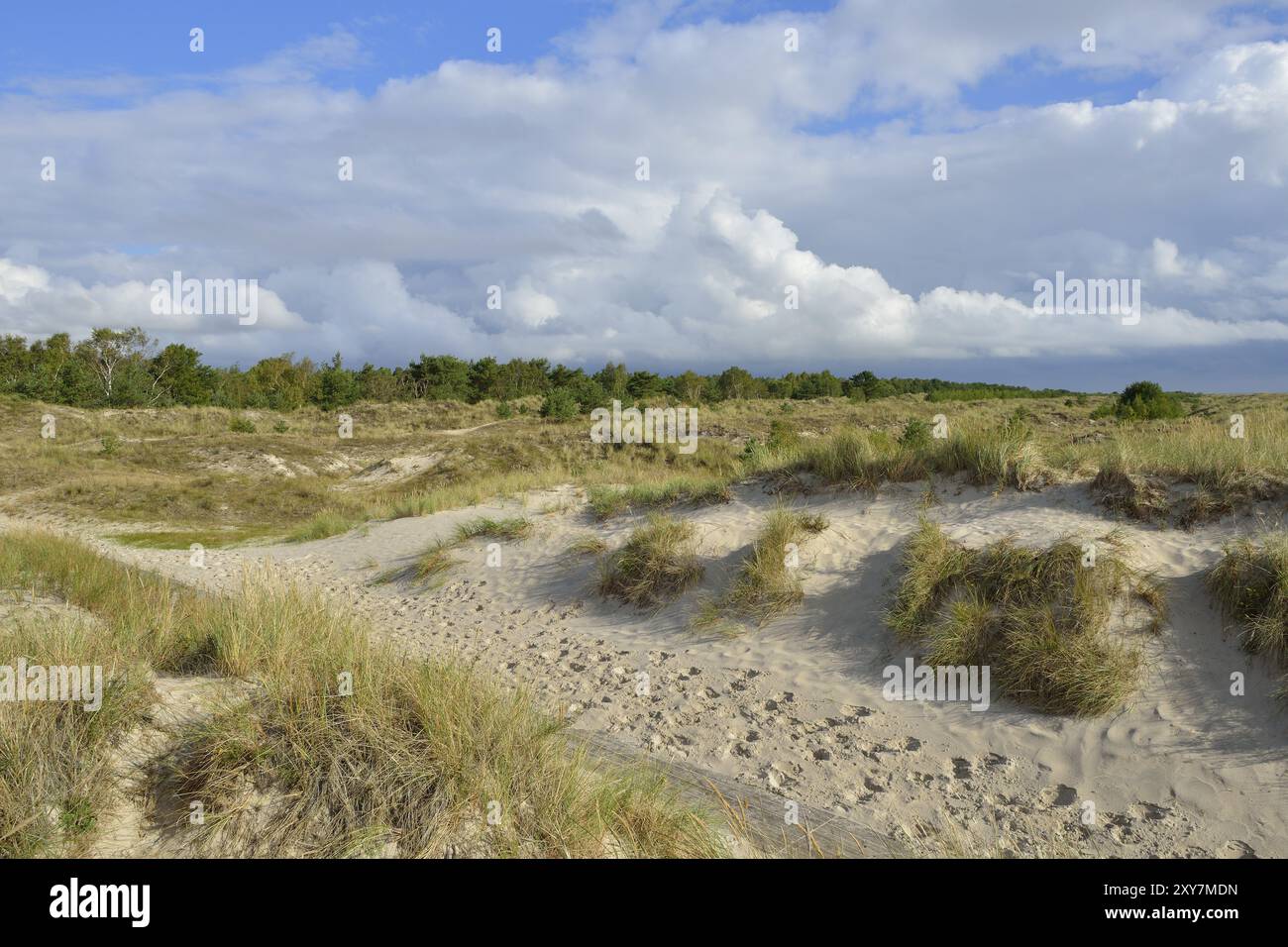 Sandhammaren is a Swedish coastal strip on the Baltic Sea. It is the ...