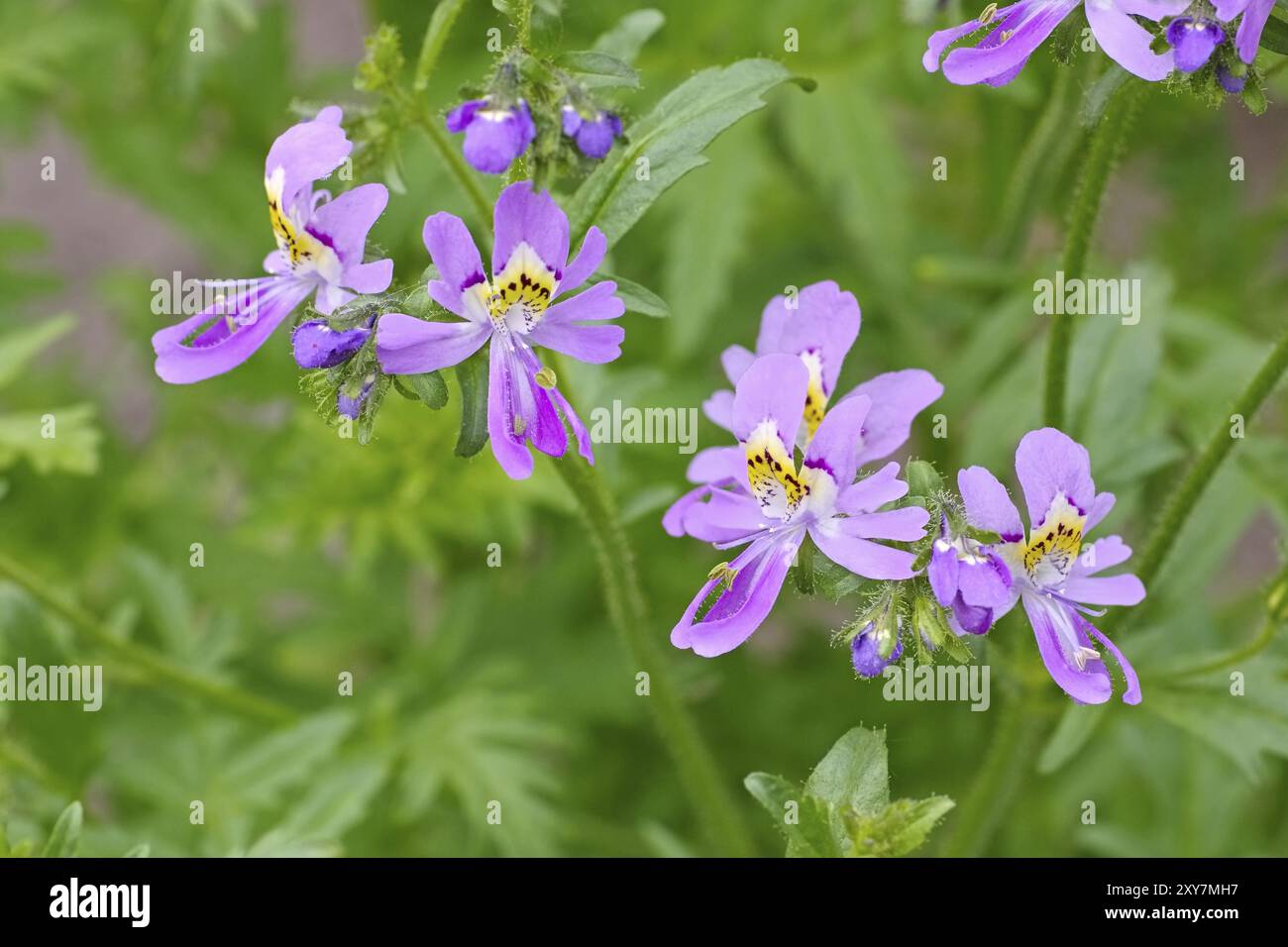 Poor mans orchid hi-res stock photography and images - Alamy