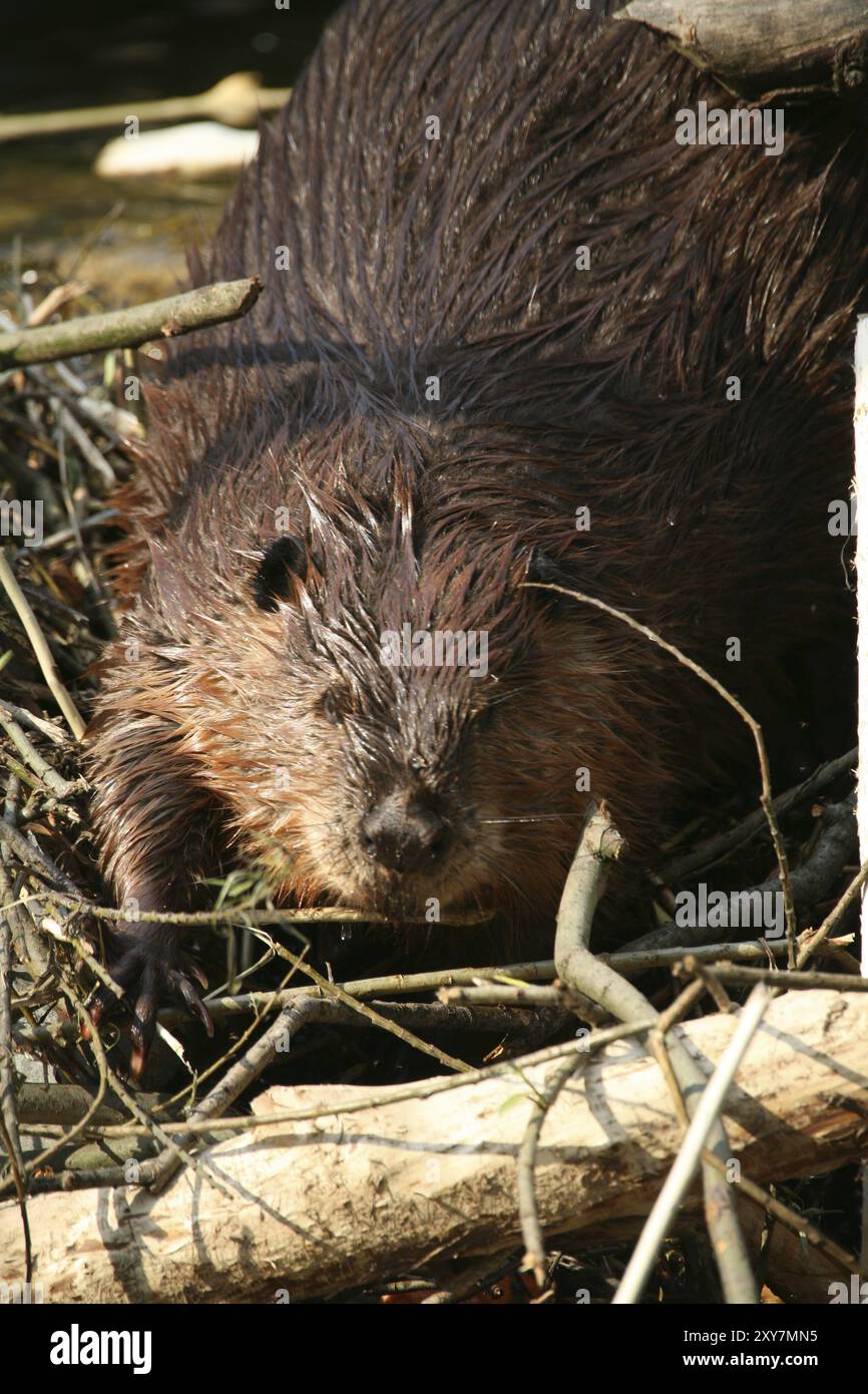 North American Beaver (Castor canadensis Stock Photo - Alamy