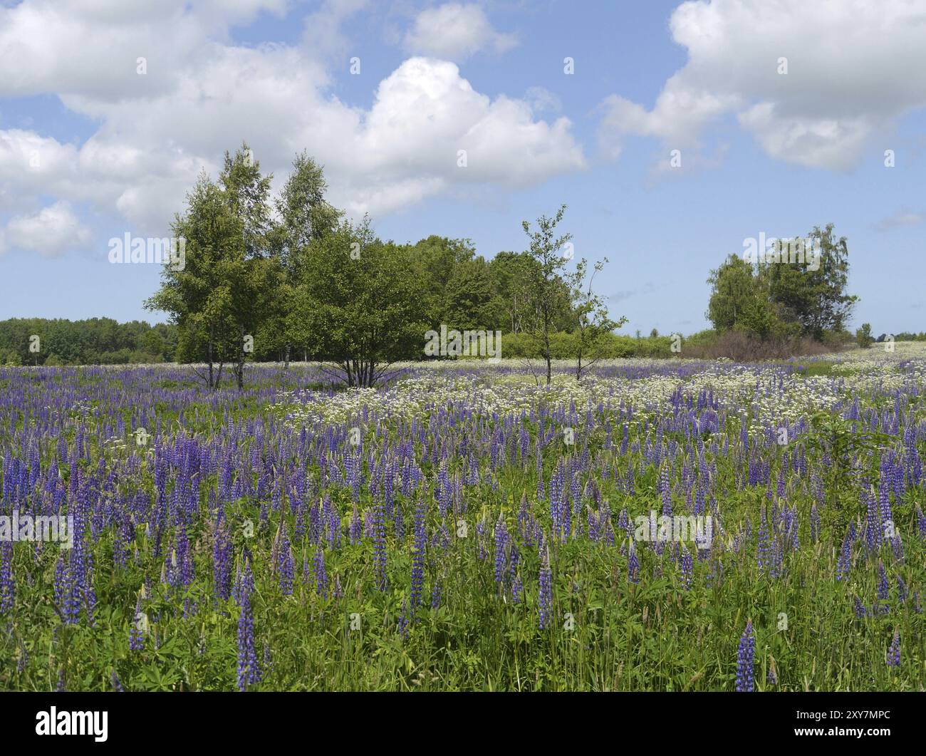 East prussian landscape hi-res stock photography and images - Alamy