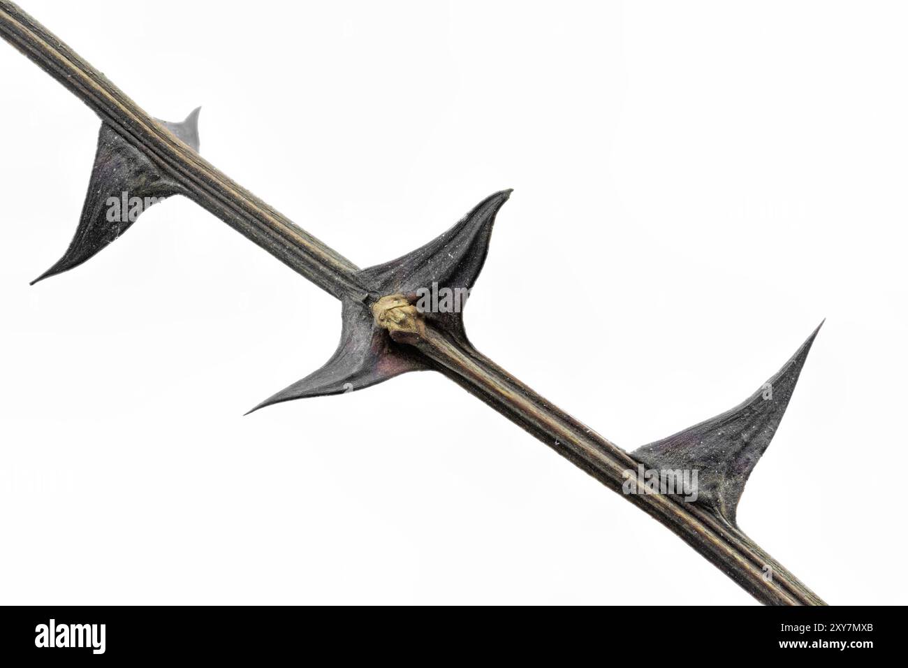 Bramble thorns isolated hi-res stock photography and images - Alamy