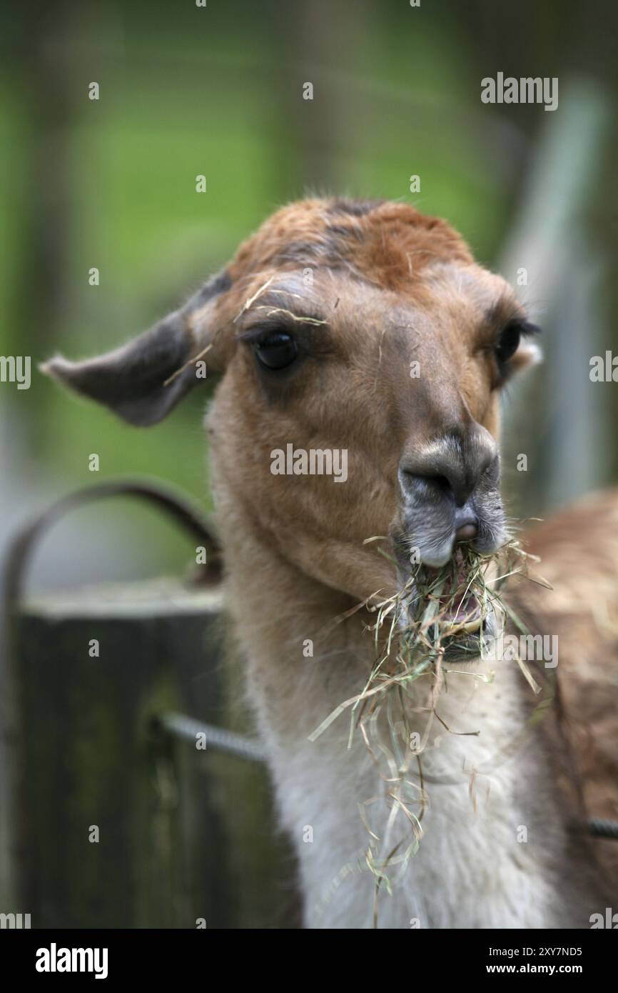 Hmmmm, delicious hay Stock Photo - Alamy