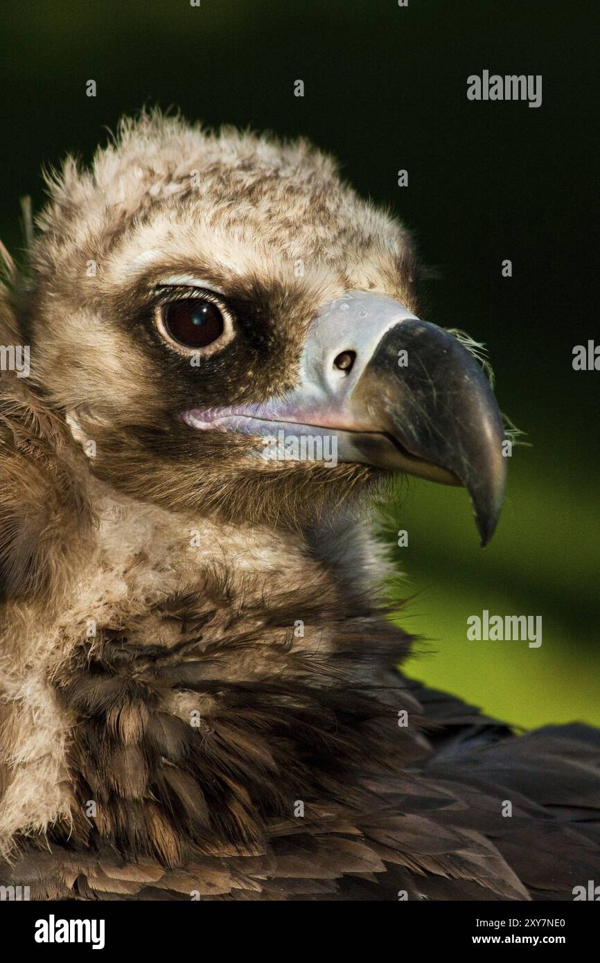 Eurasian black vulture, habitat Southern Europe and Central Asia Stock ...