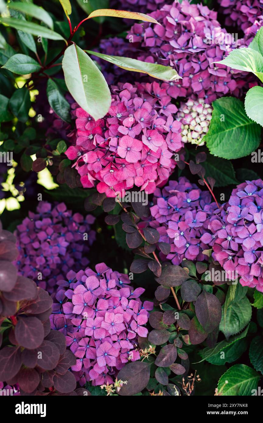 Hydrangea Flowers in the Garden Stock Photo - Alamy