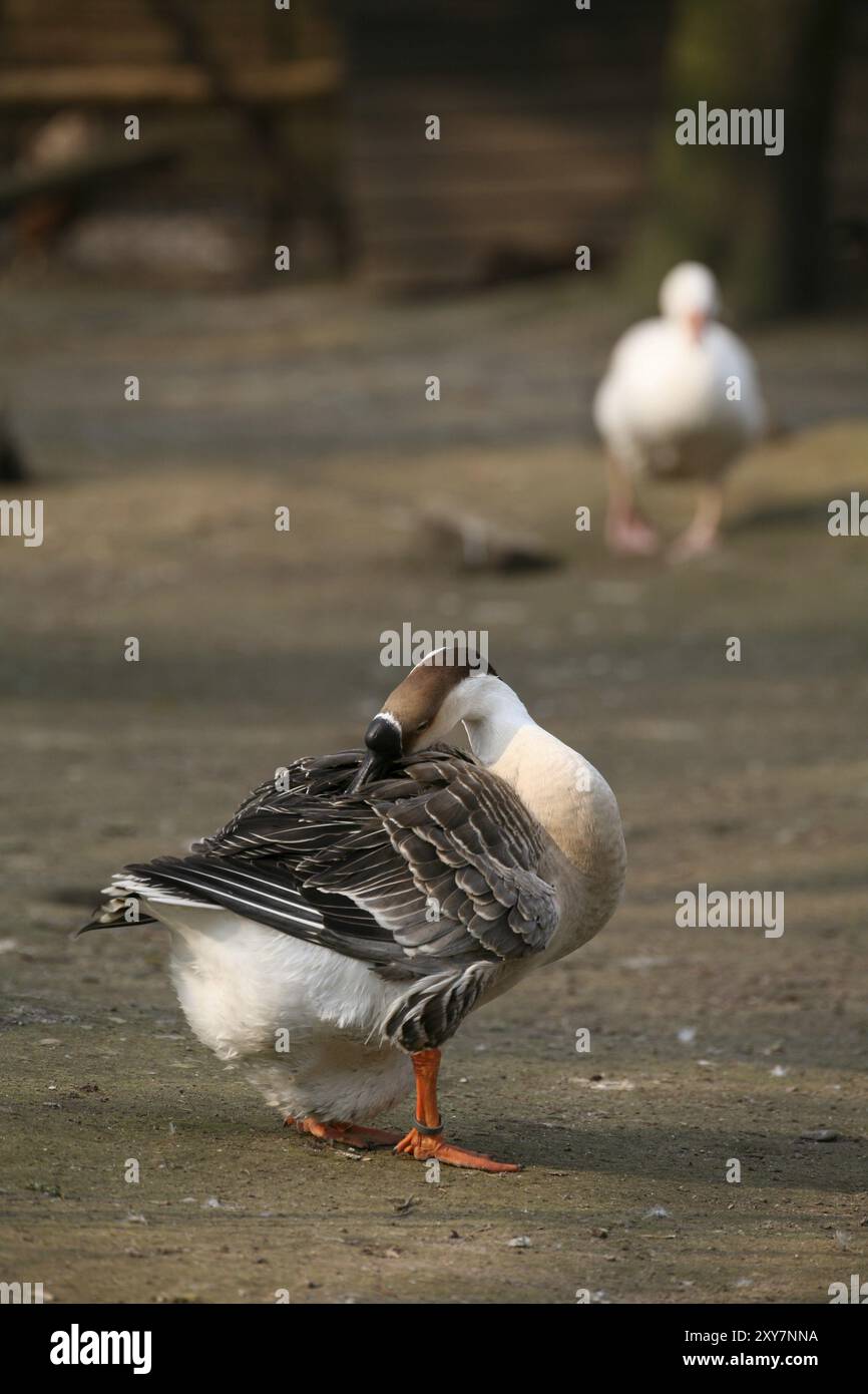 Domestic goose anser anser f domestica hi-res stock photography and ...
