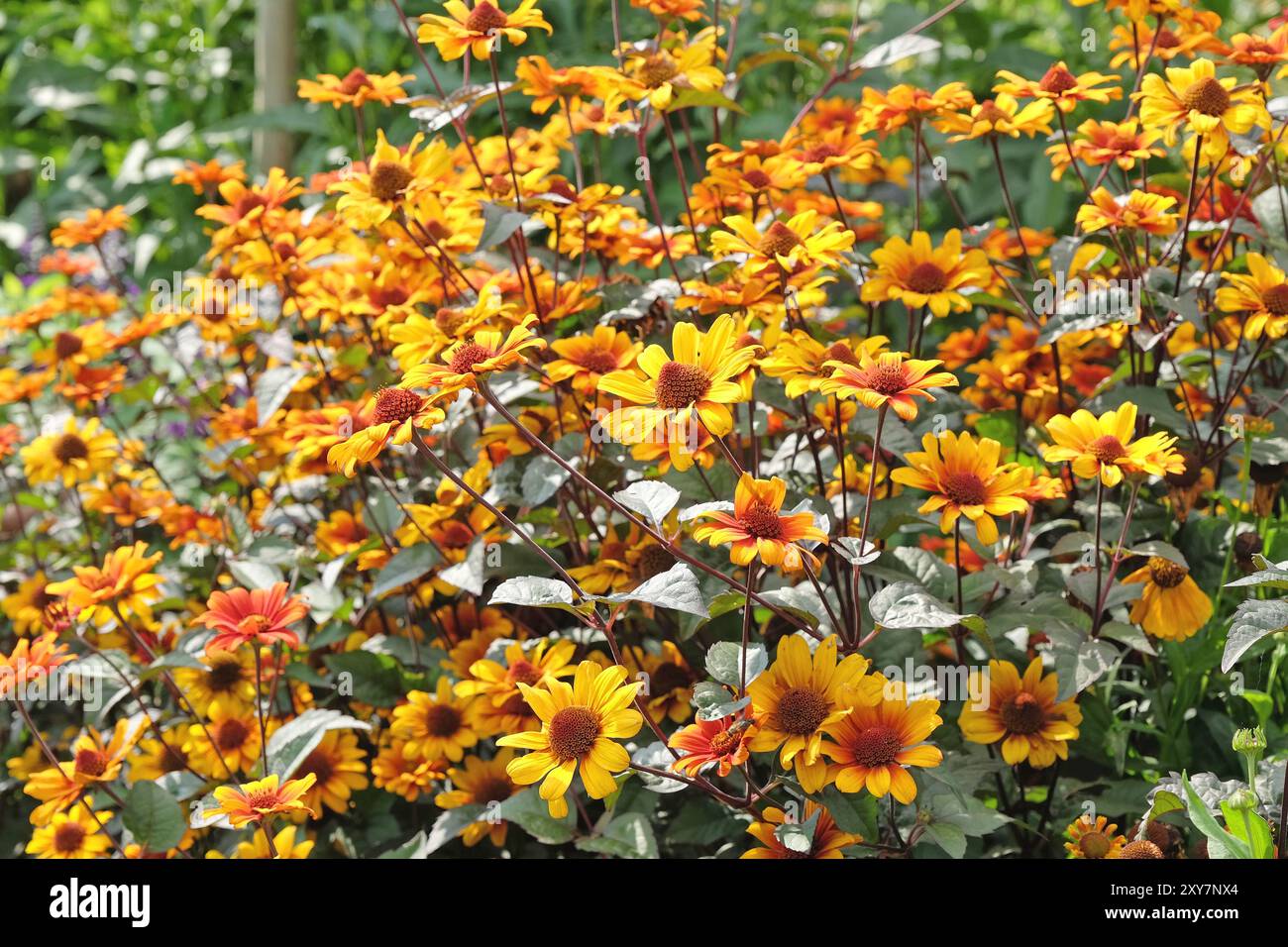 Red, orange, and yellow Heliopsis helianthoides, also known as oxeye ...