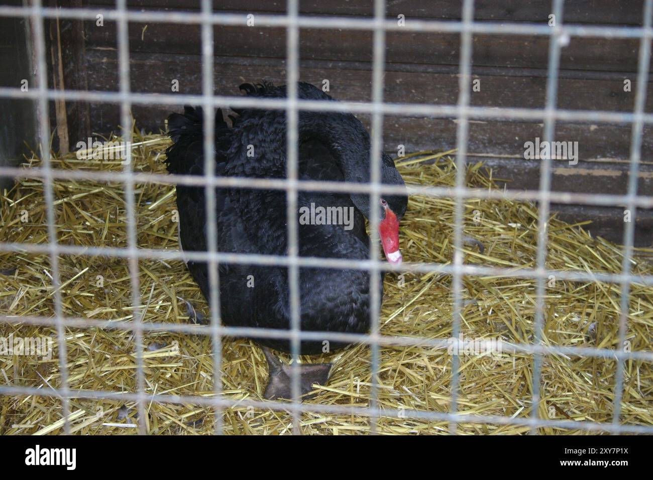 Avian influenza swan hi-res stock photography and images - Alamy