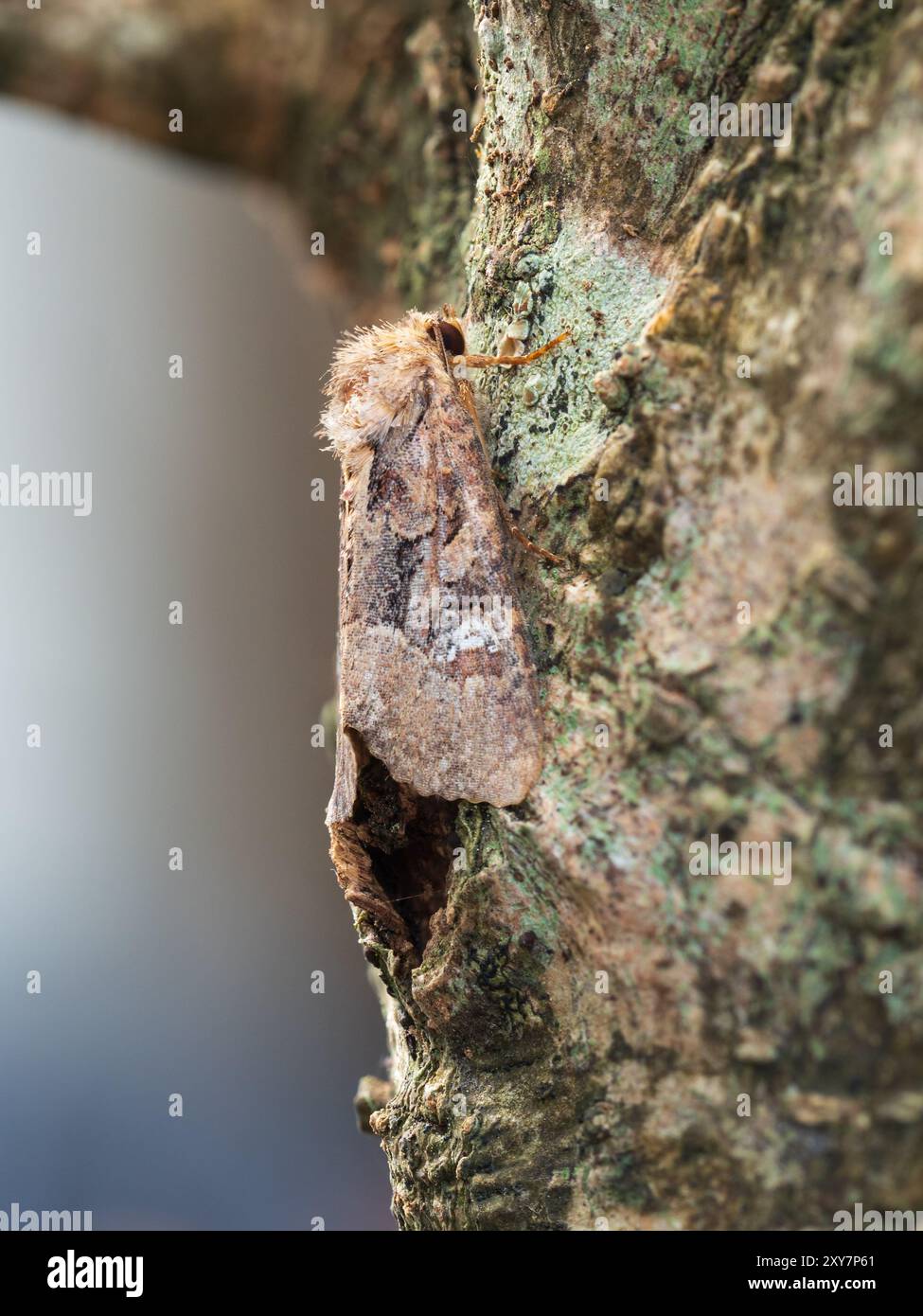 Mesapamea secalis hi-res stock photography and images - Alamy