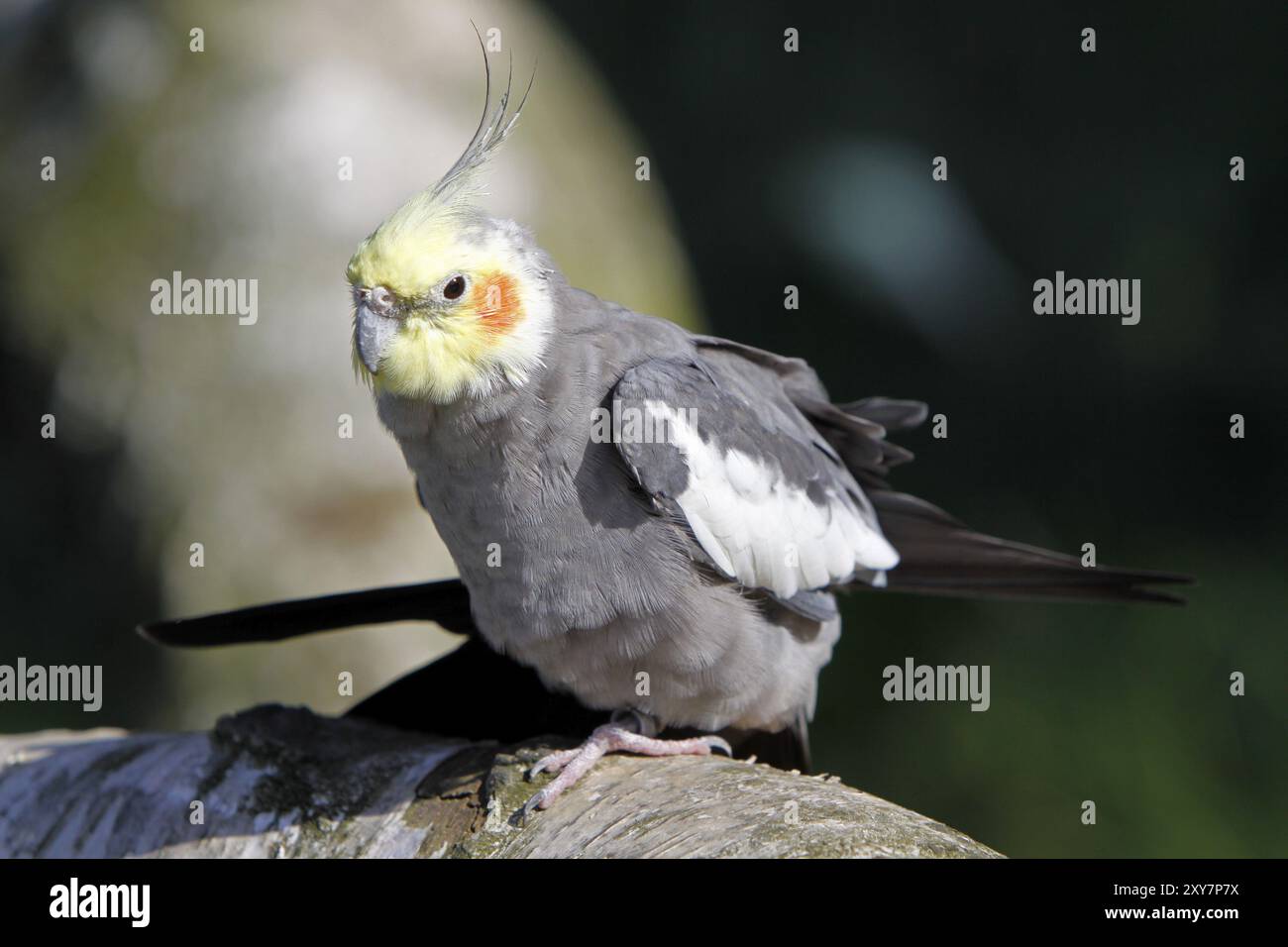 Grey cockatiel hi-res stock photography and images - Alamy