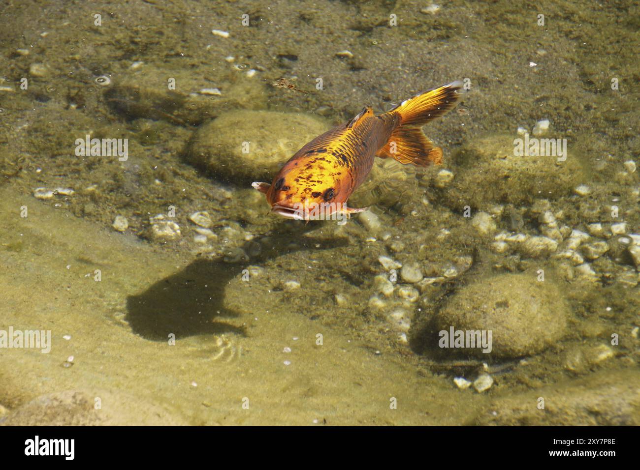 Cyprinus auratus goldfish hi-res stock photography and images - Alamy