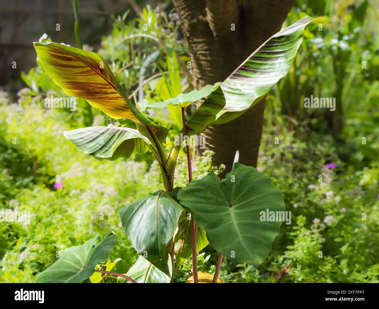 Exotic foliage combination in a Plymouth, UK, garden with Colocasia ...