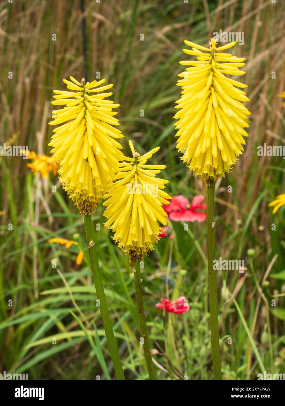 Spikes clad with yellow tubular flowers of the hardy perennial torch ...