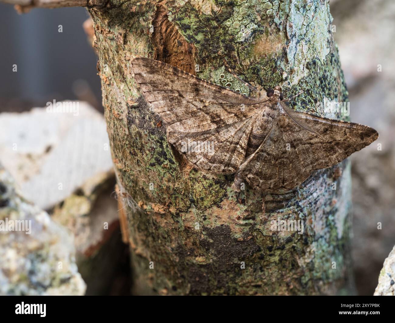 Willow moth hi-res stock photography and images - Alamy