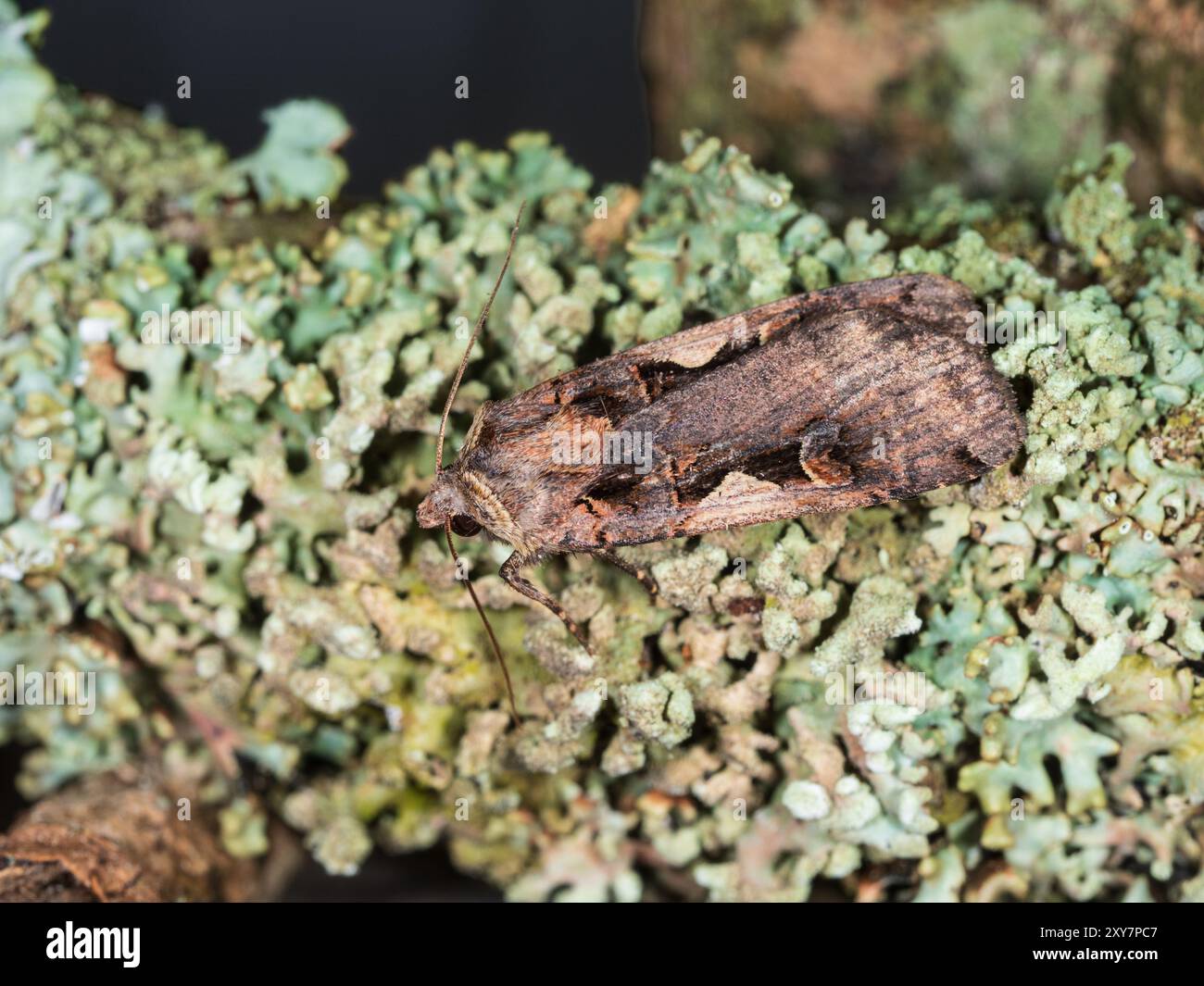 Setaceous hebrew character uk hi-res stock photography and images - Alamy