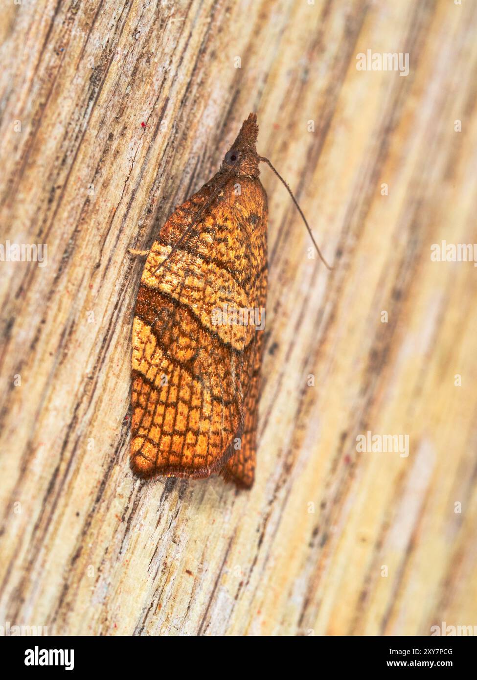 Latticed wings of the UK micro moth Pandemis corylana, the Chequered ...