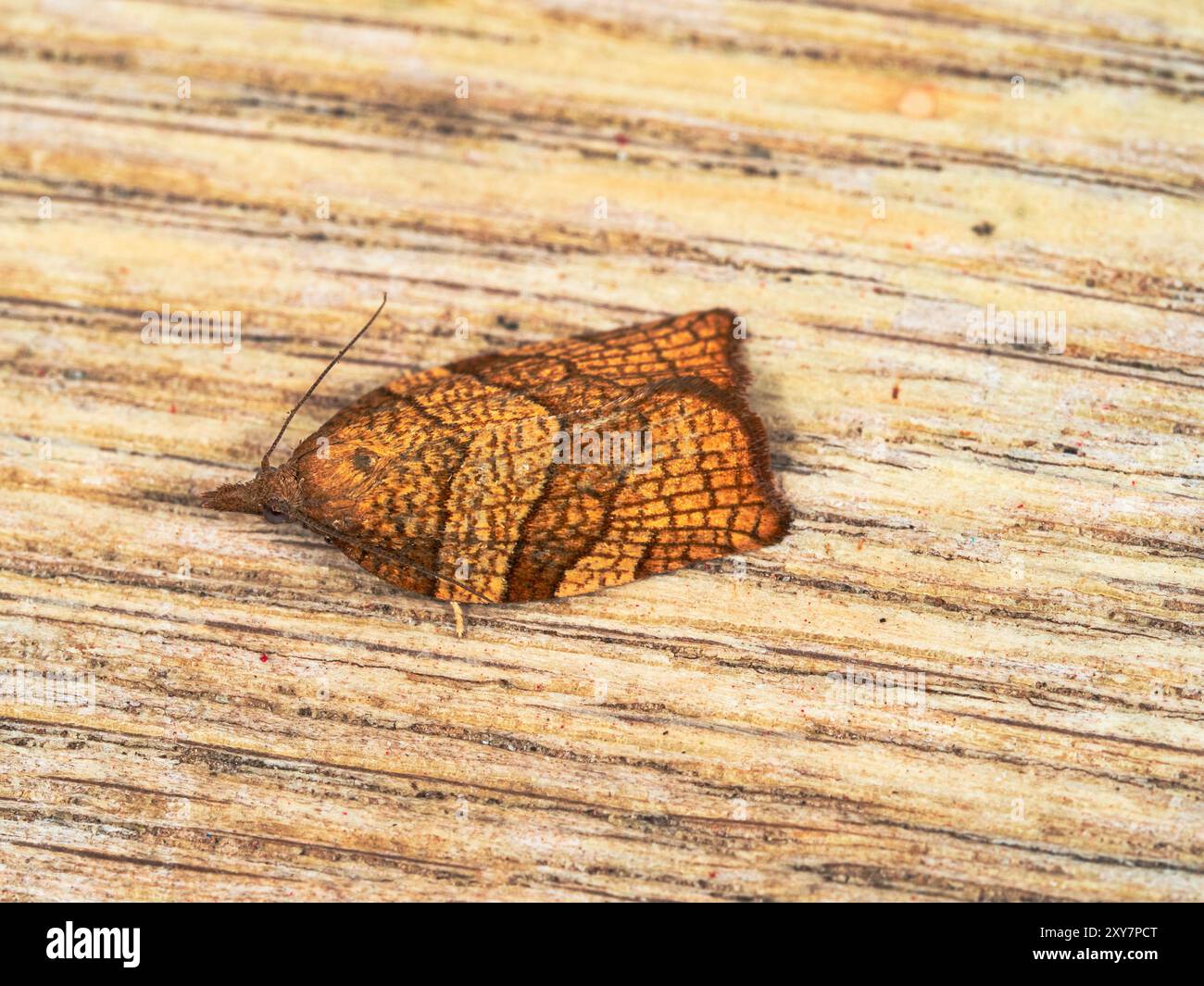 Latticed wings of the UK micro moth Pandemis corylana, the Chequered ...