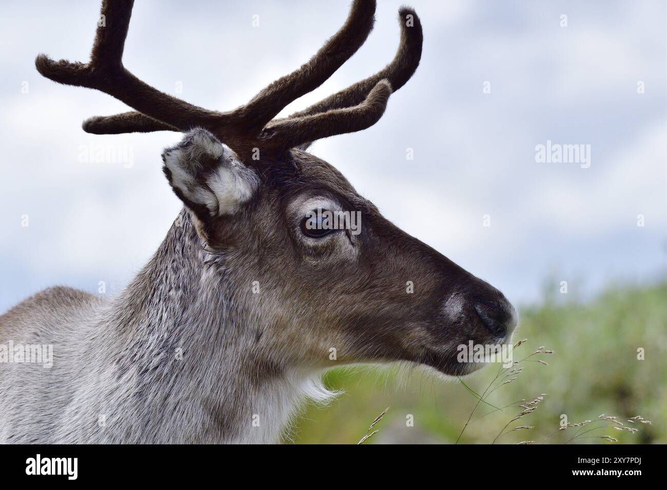 Long reindeer hi-res stock photography and images - Alamy