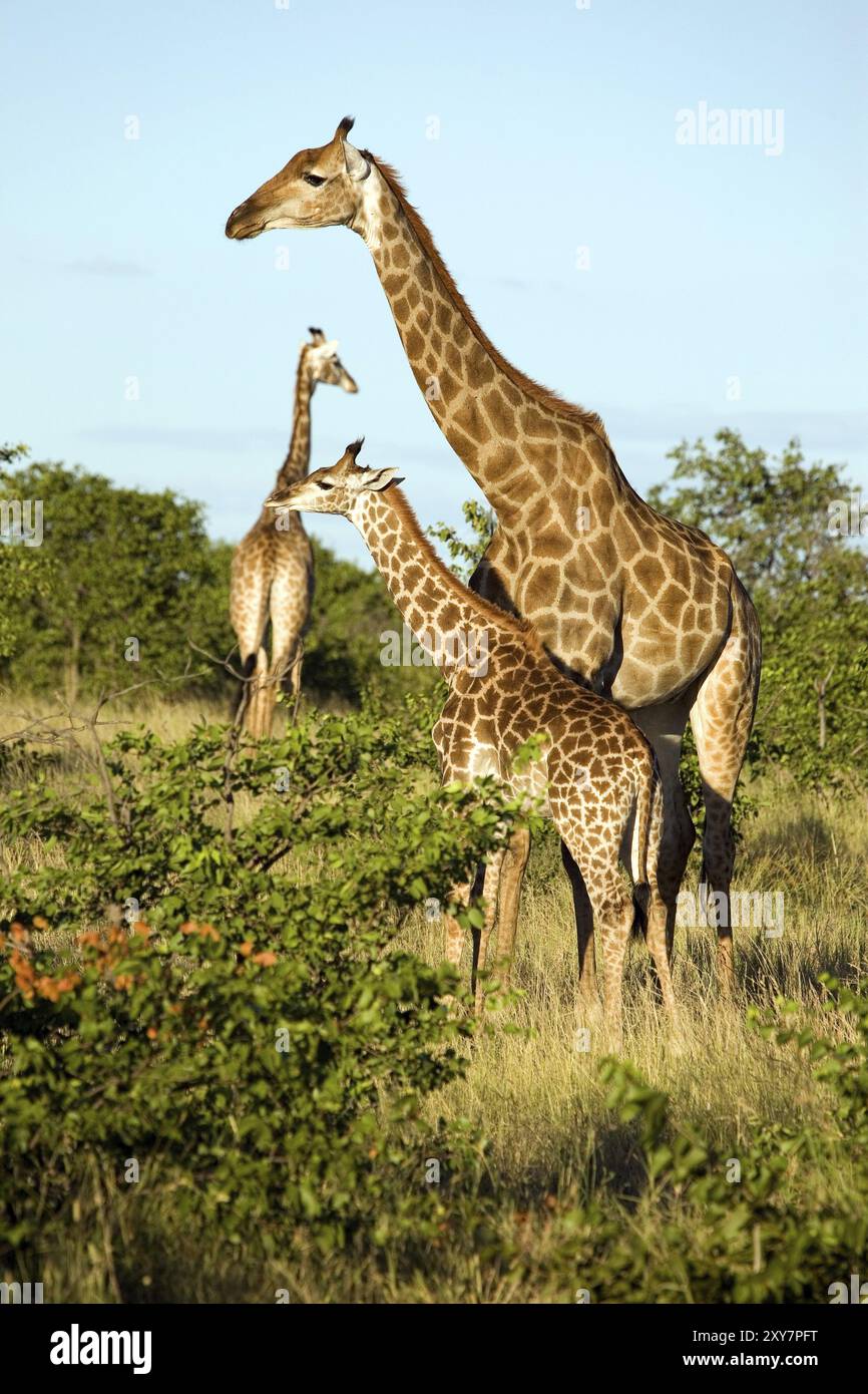 Giraffe family in the African bush Stock Photo - Alamy
