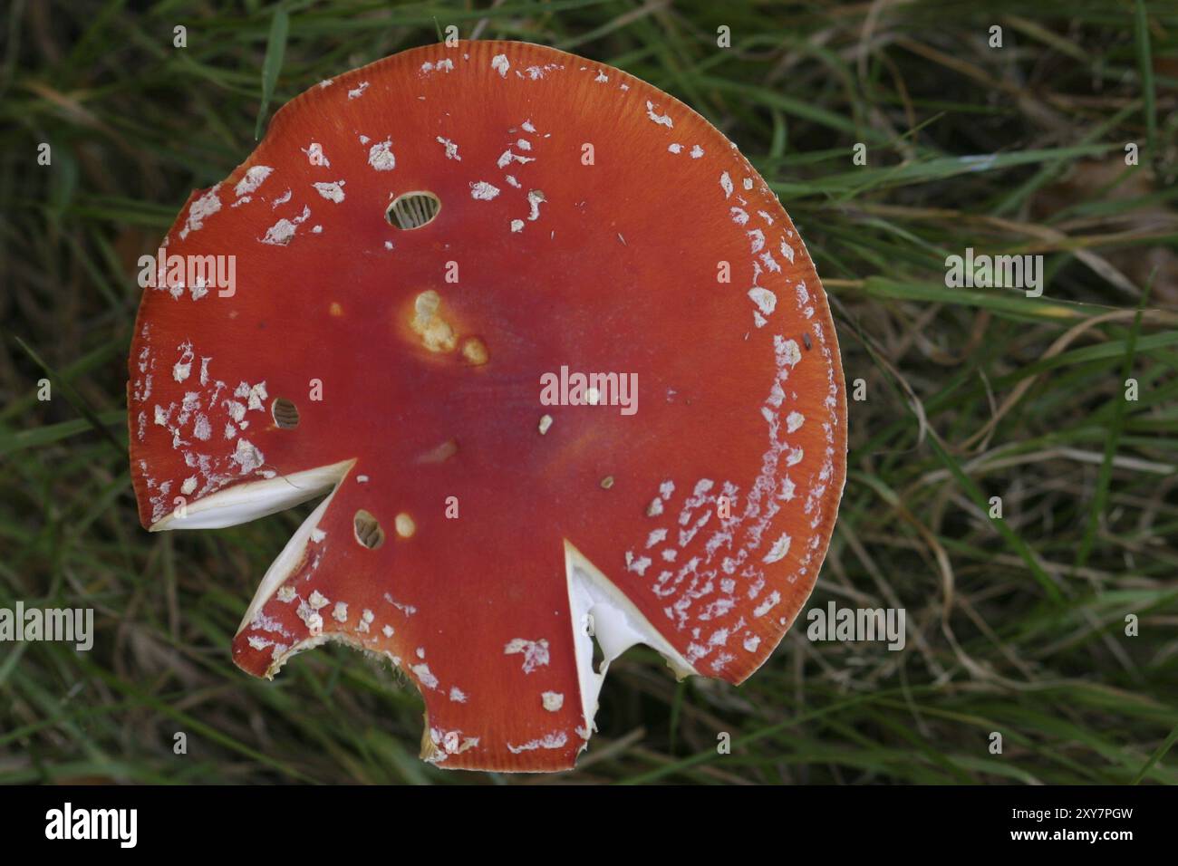 Toadstool with red top hi-res stock photography and images - Alamy