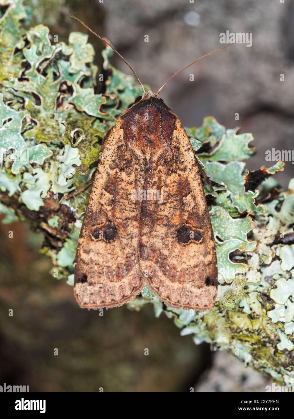 Upperside of a Large Yellow Underwing moth, Noctua pronuba, in a ...