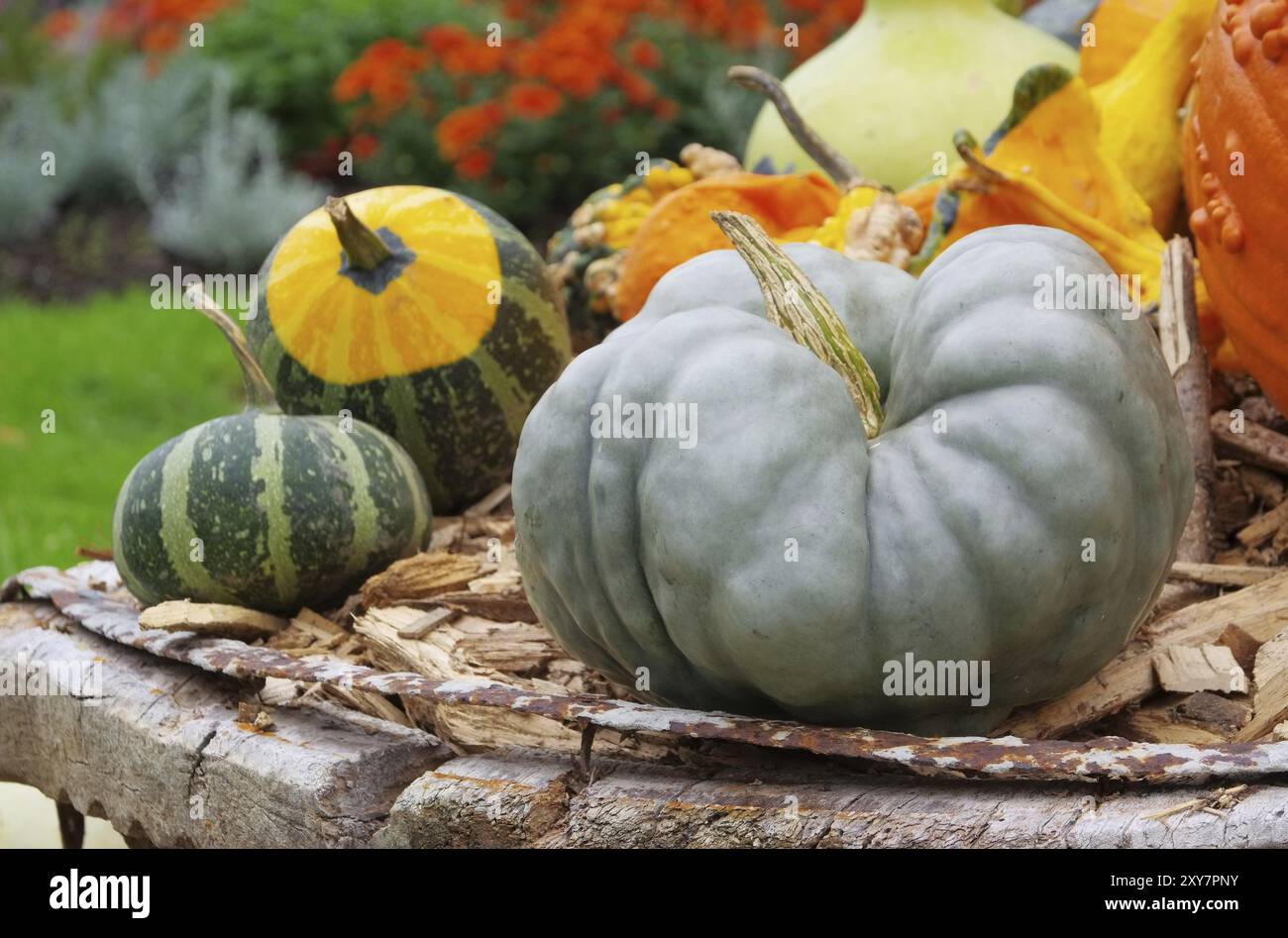 Ornamental pumpkin, ornamental pumkin 23 Stock Photo - Alamy