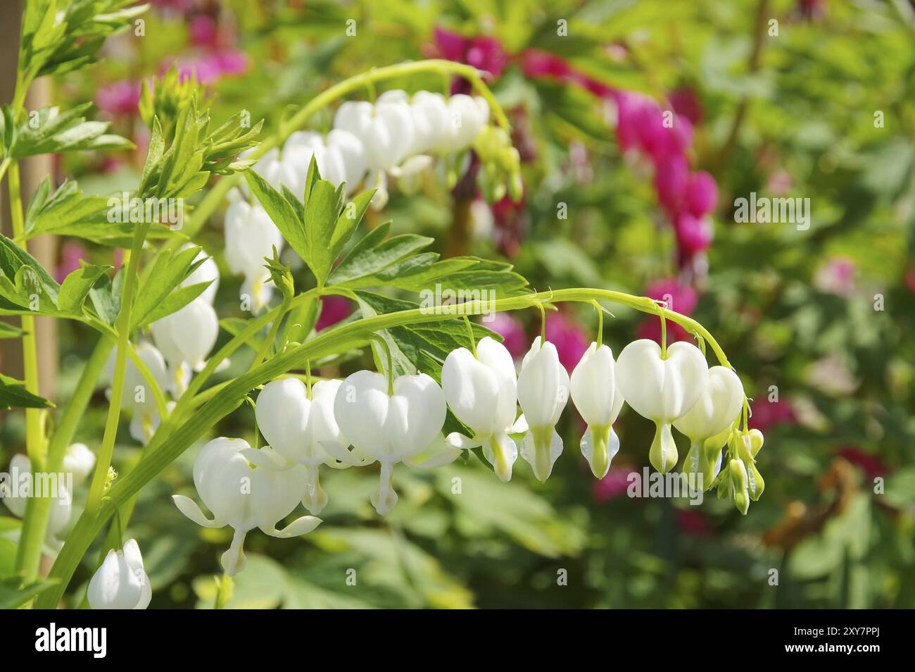 Weeping hearts flower hi-res stock photography and images - Alamy