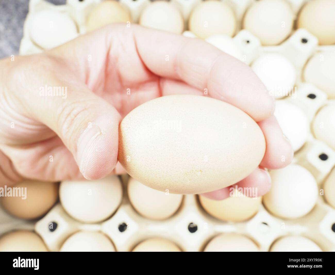Someone holding a chicken egg over a container of brown and white eggs ...
