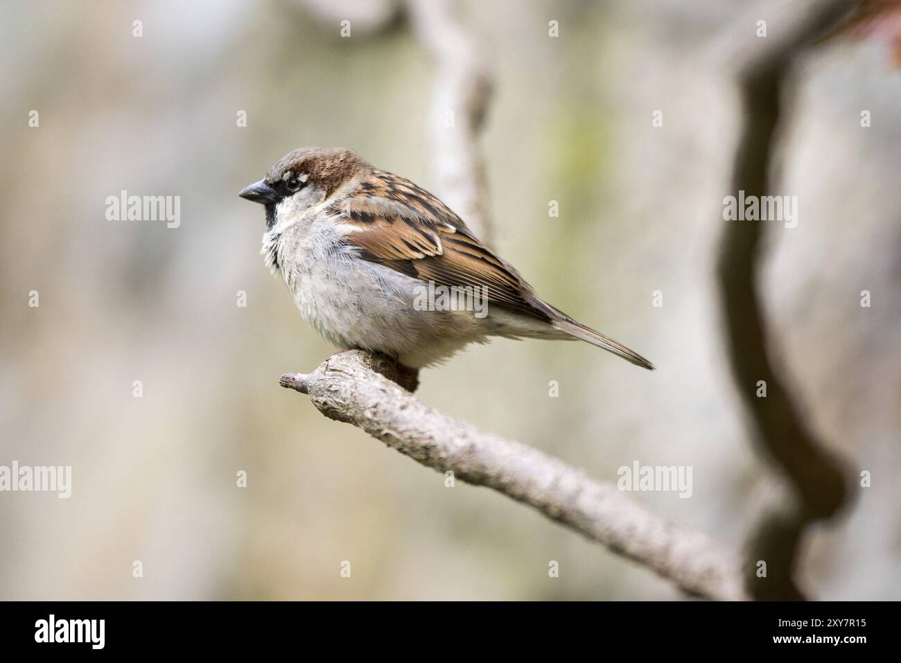 Close up sparrow Stock Photo - Alamy