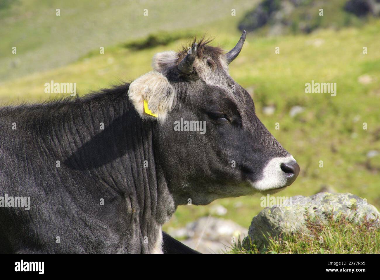 Alpine cow, Alpine cow Stock Photo - Alamy