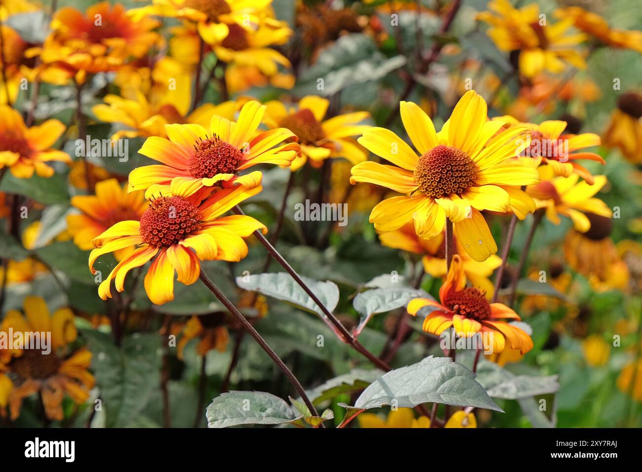 Red, orange, and yellow Heliopsis helianthoides, also known as oxeye ...