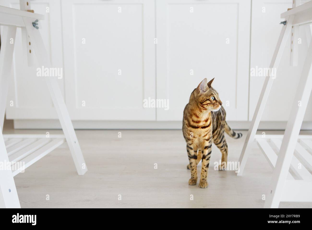 Portrait of the beautiful bengal cat under white kitchen table Stock ...