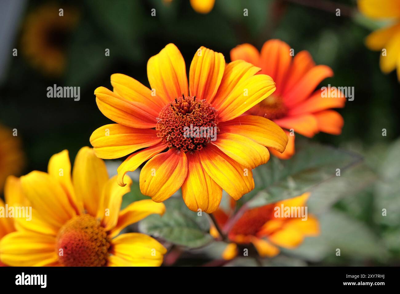 Red, orange, and yellow Heliopsis helianthoides, also known as oxeye ...