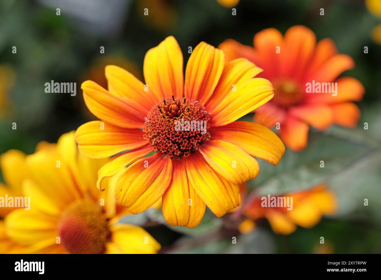 Red, orange, and yellow Heliopsis helianthoides, also known as oxeye ...