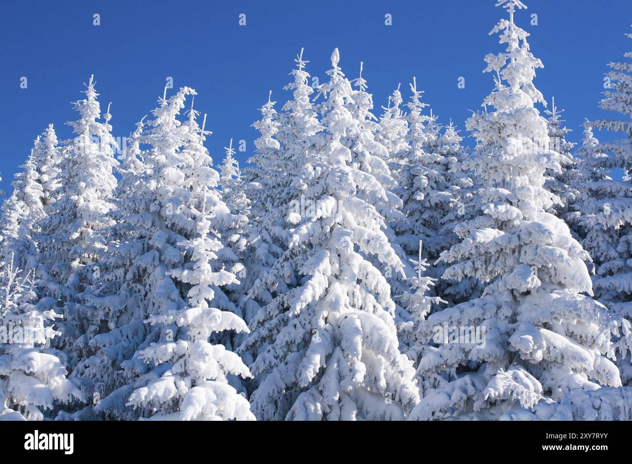 Vibrant winter vacation background with pine trees covered by heavy snow against blue sky with ...