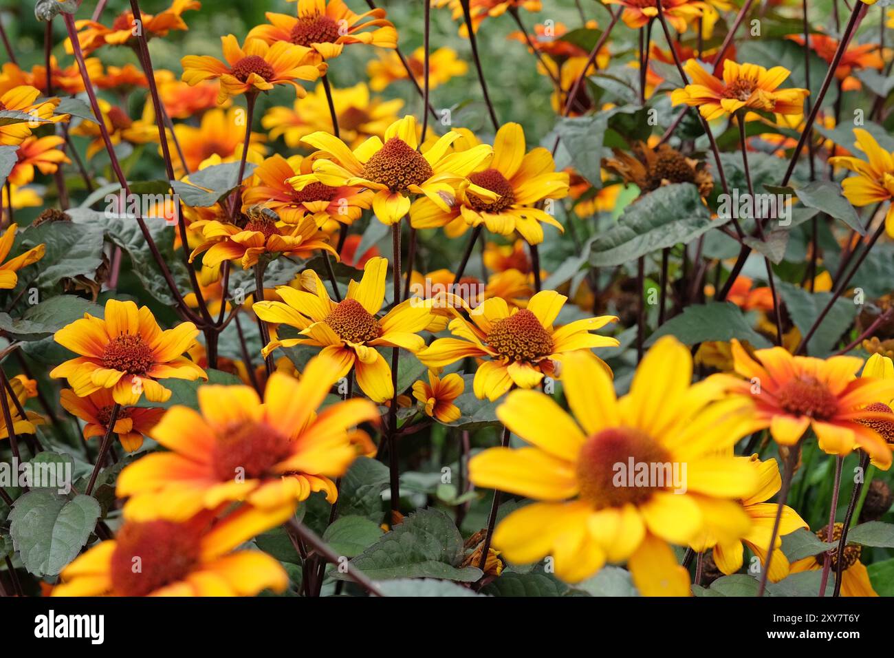 Red, orange, and yellow Heliopsis helianthoides, also known as oxeye ...