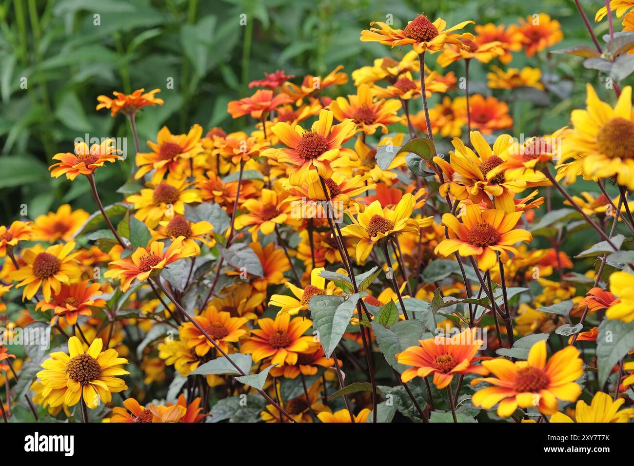 Red, orange, and yellow Heliopsis helianthoides, also known as oxeye ...