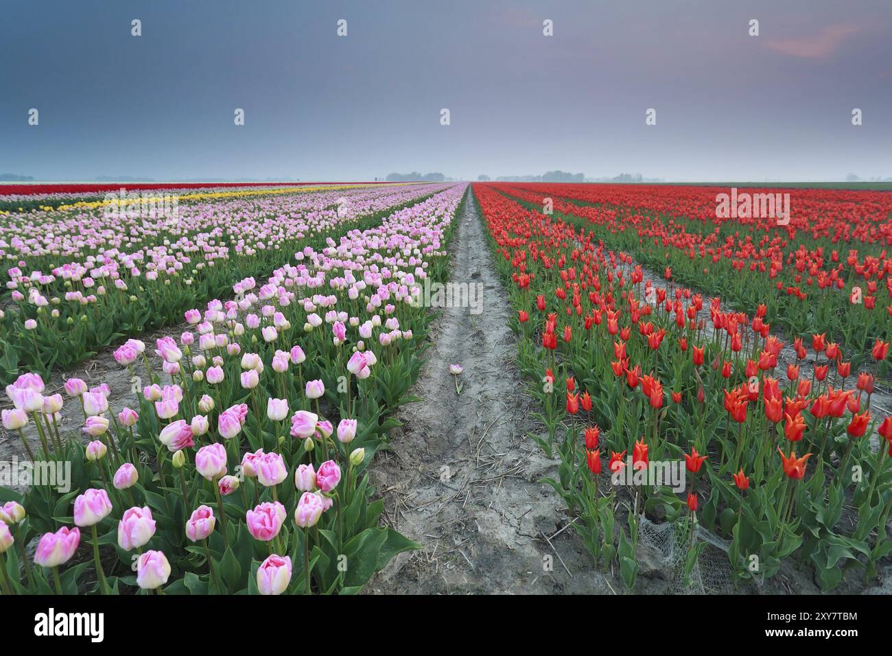 Colorful tulip field at sunset, Netherlands Stock Photo - Alamy