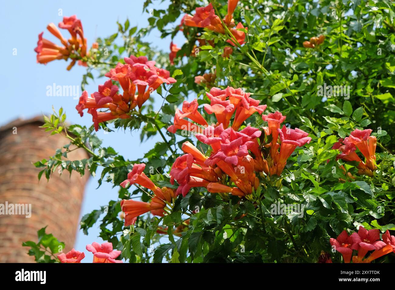 Red pink Campsis x tagliabueana, trumpet creeper or trumpet vine ...