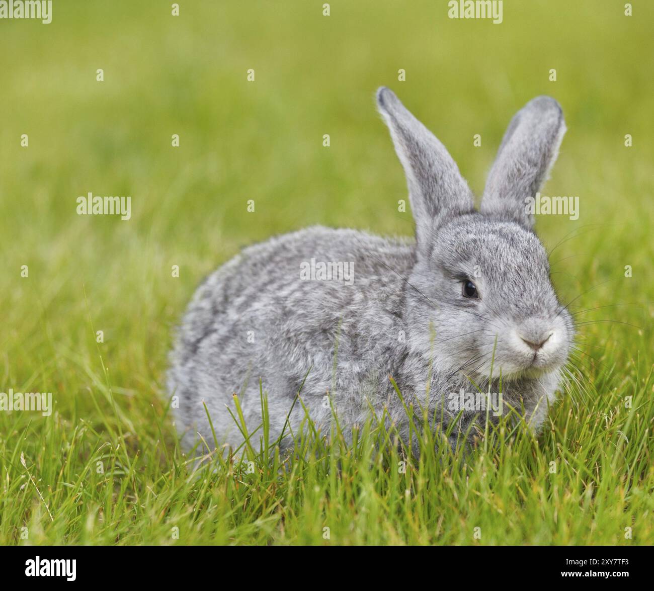 Cute little grey rabbit on green grass. Easter background with ...