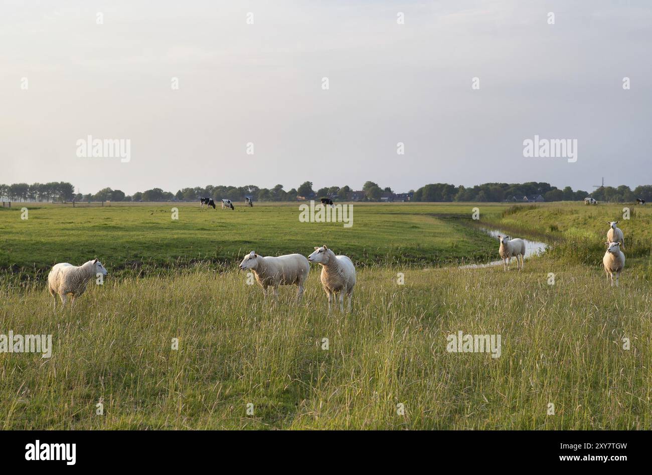 Sheep on green pasture in sunset sunlight Stock Photo - Alamy
