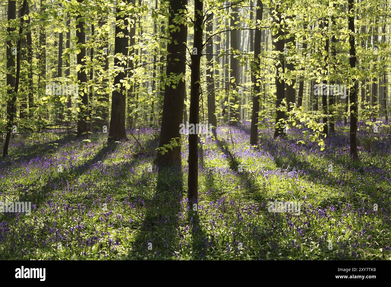 Spring forest with bluebell flowers, Hallerbos, Belgium, Europe Stock ...