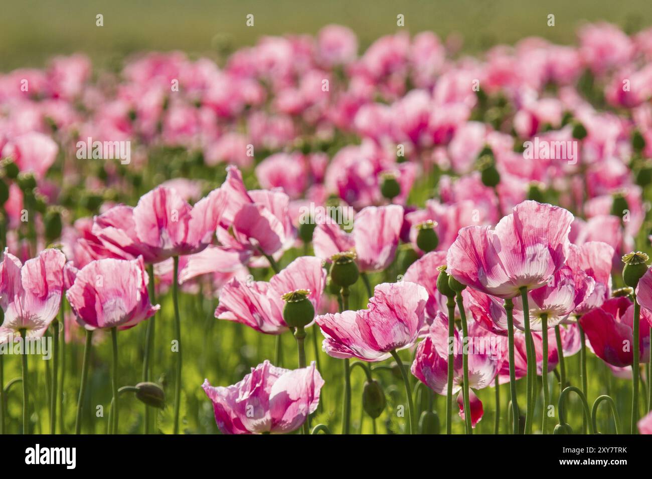 Opium poppy cultivation, opium poppy fields Stock Photo - Alamy