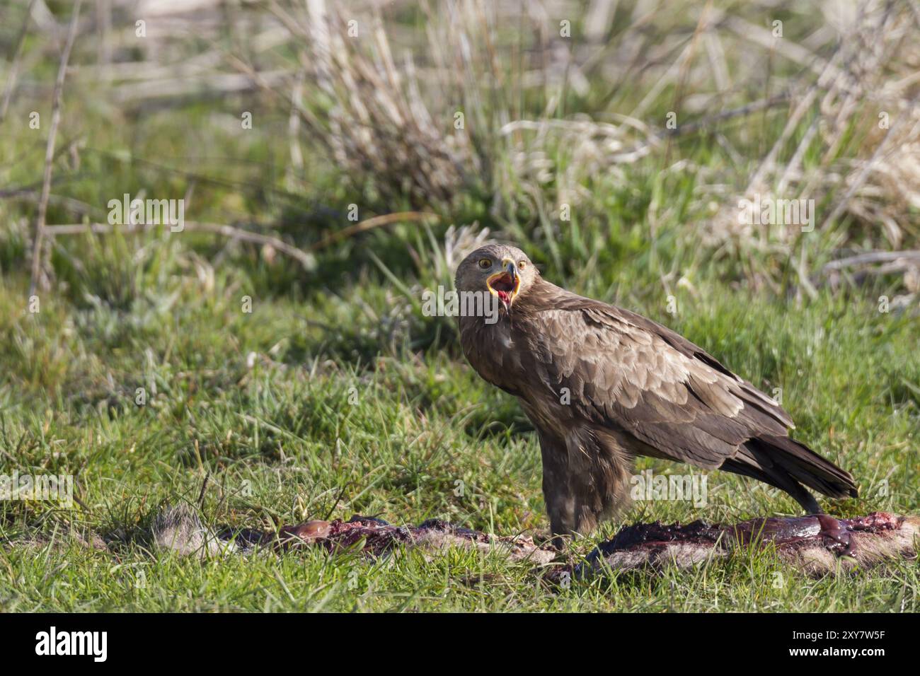 Lesser spotted eagle, Aquila pomarina, lesser spotted eagle Stock Photo ...