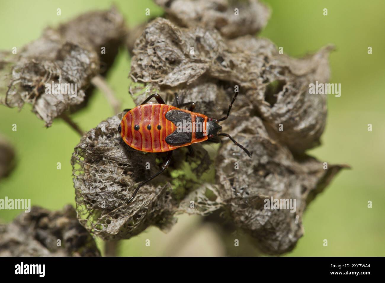 Common fire bug, Pyrrhocoris apterus, firebug Stock Photo - Alamy